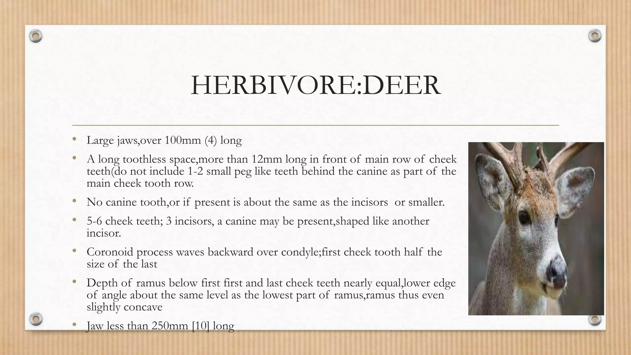 Dental evidence for species identification in wildlife foresic | PPTX