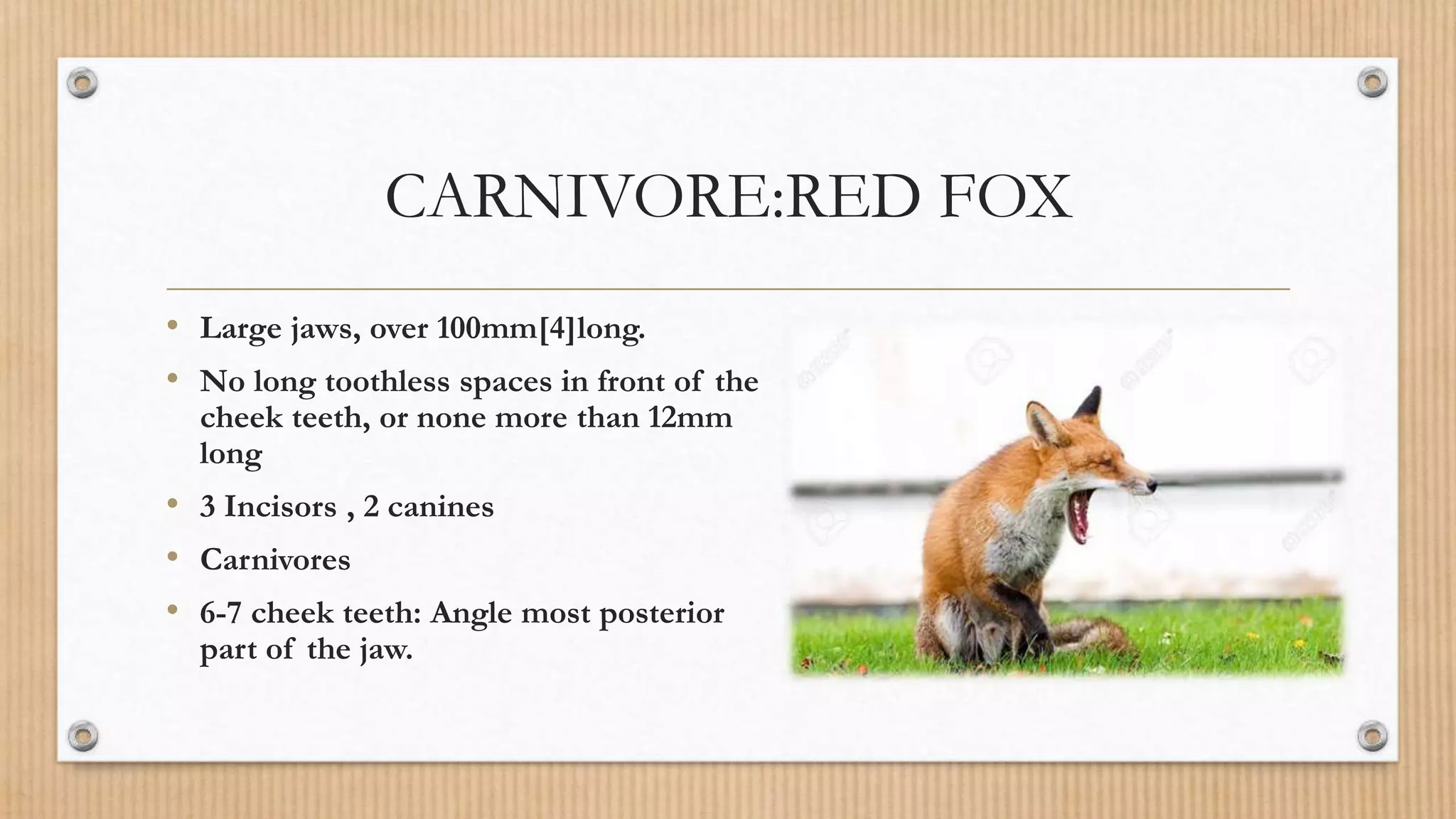 Dental evidence for species identification in wildlife foresic | PPTX
