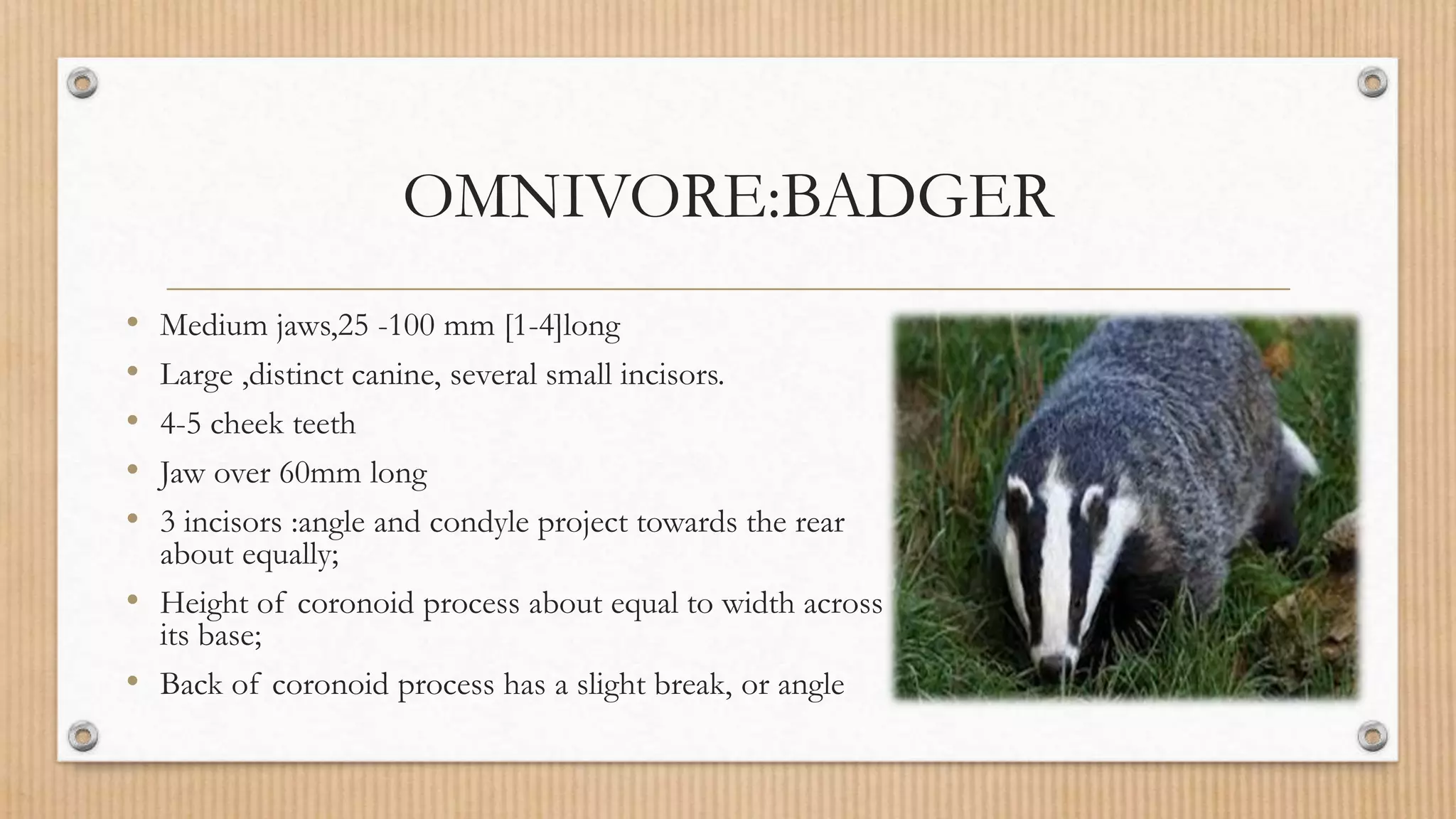 Dental evidence for species identification in wildlife foresic | PPTX