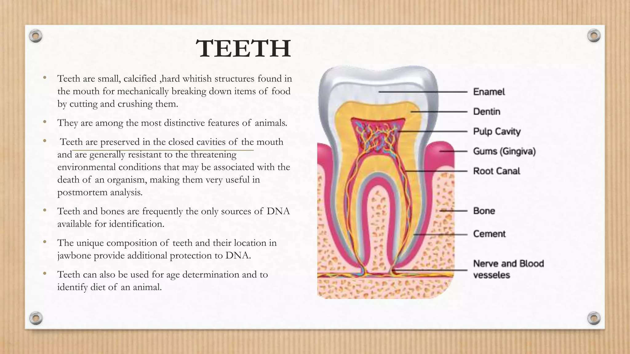 Dental evidence for species identification in wildlife foresic | PPTX