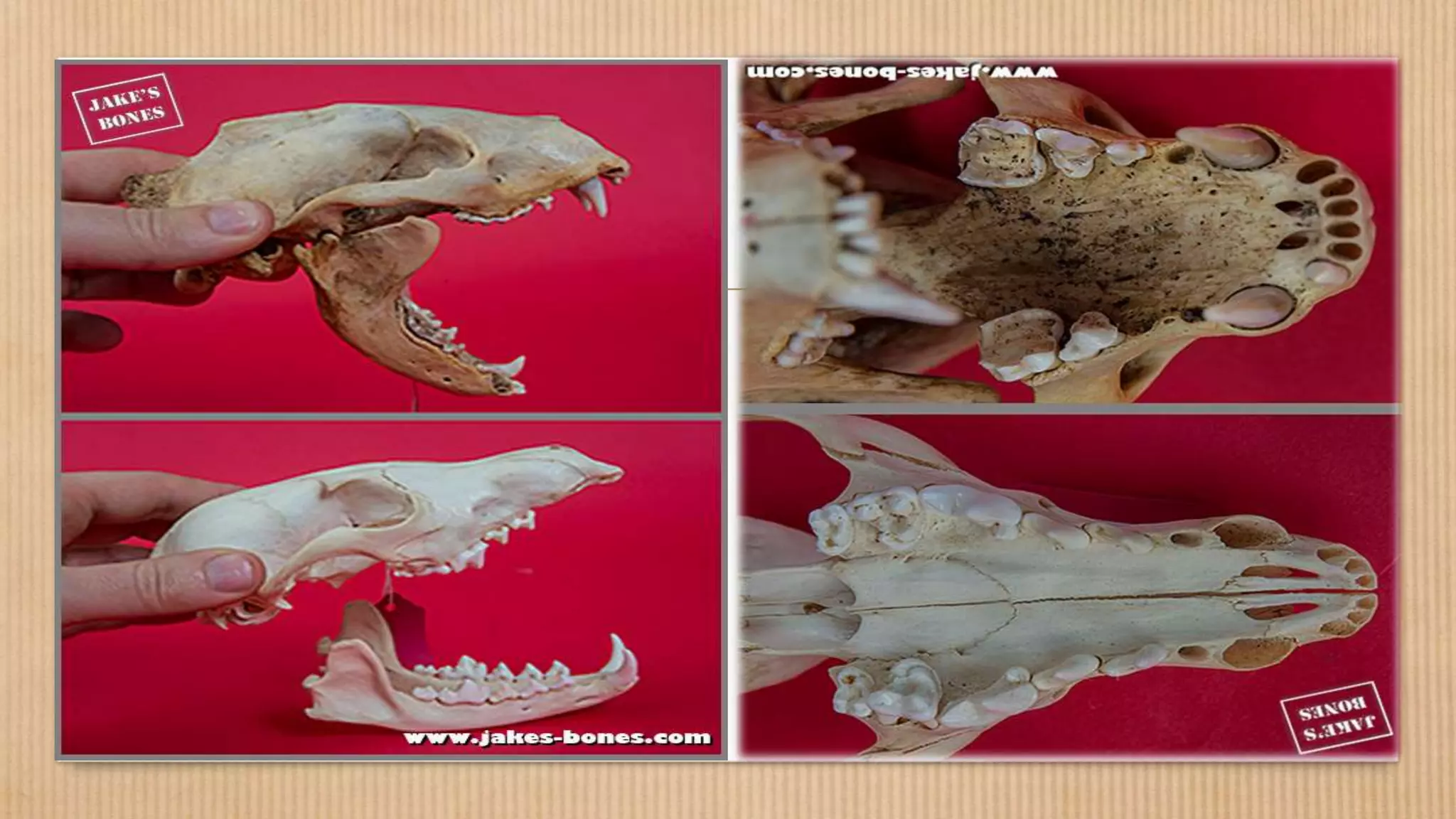 Dental evidence for species identification in wildlife foresic | PPTX