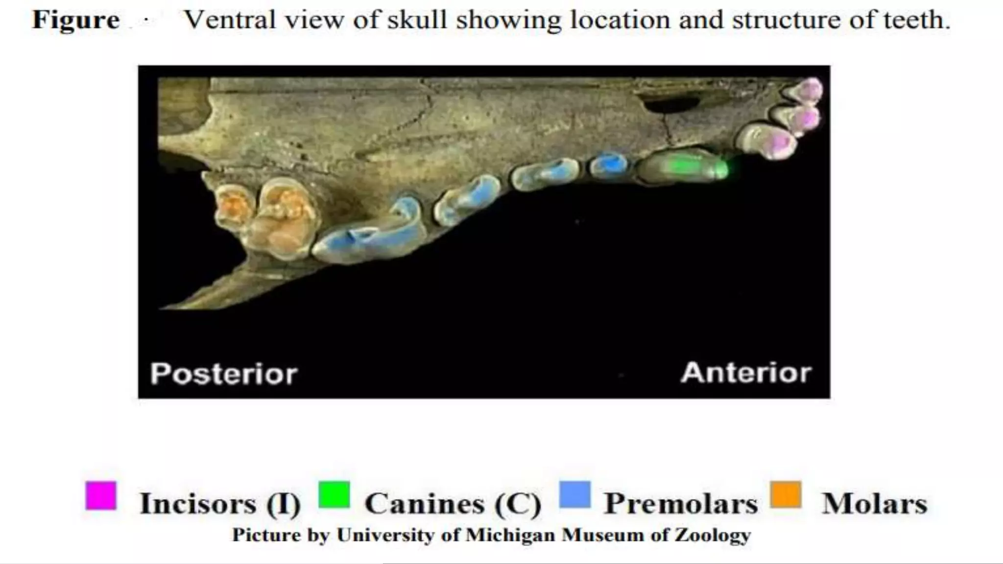Dental evidence for species identification in wildlife foresic | PPTX