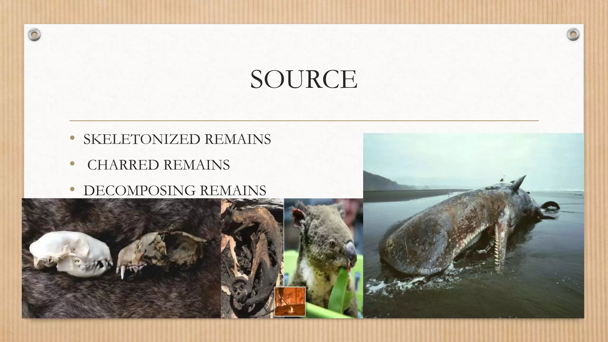 Dental evidence for species identification in wildlife foresic | PPTX