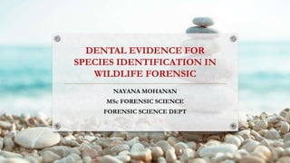 Dental evidence for species identification in wildlife foresic | PPTX
