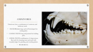 Dental evidence for species identification in wildlife foresic | PPTX