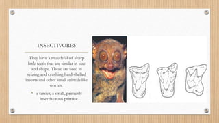 Dental evidence for species identification in wildlife foresic | PPTX