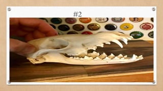 Dental evidence for species identification in wildlife foresic | PPTX