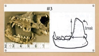 Dental evidence for species identification in wildlife foresic | PPTX