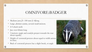 Dental evidence for species identification in wildlife foresic | PPTX