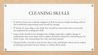 Dental evidence for species identification in wildlife foresic | PPTX