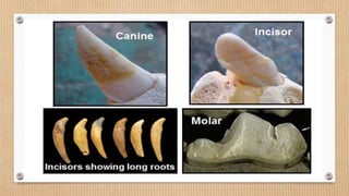 Dental evidence for species identification in wildlife foresic | PPTX