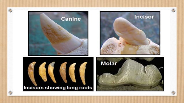 Dental evidence for species identification in wildlife foresic | PPTX ...