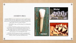 Dental evidence for species identification in wildlife foresic | PPTX