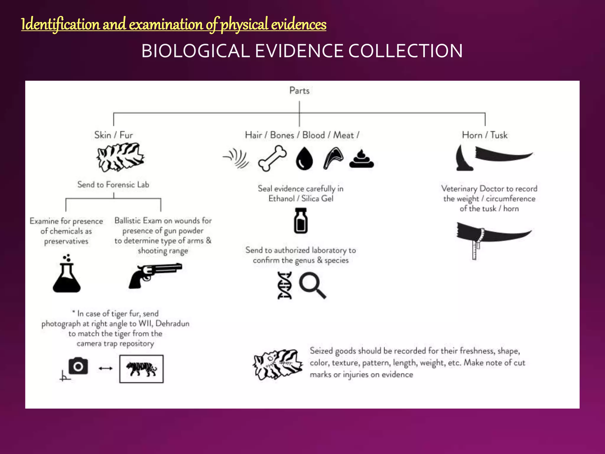 Wildlife Forensic.pptx