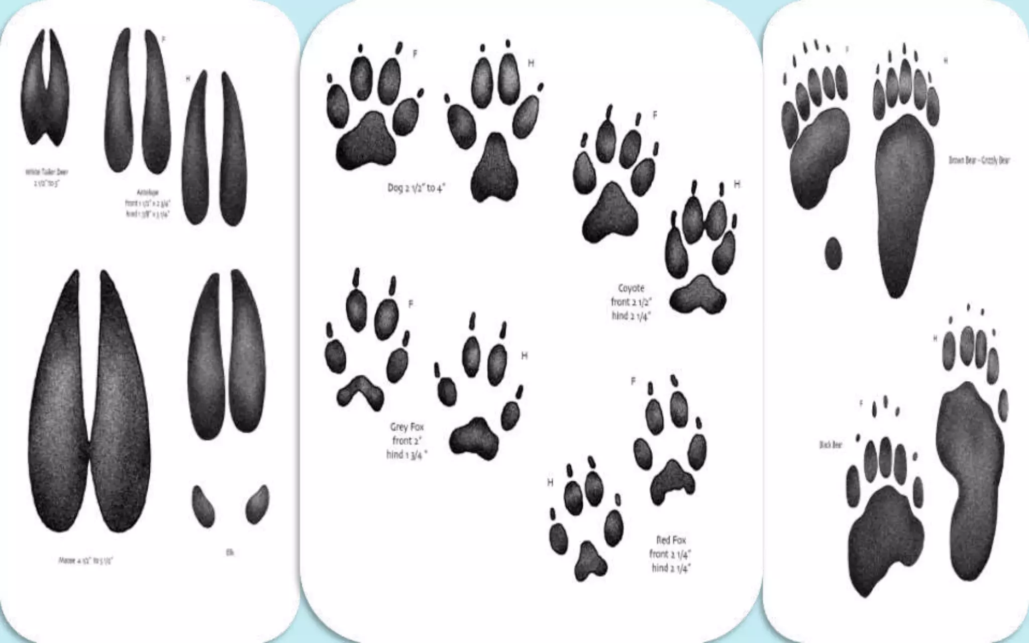 Wild life forensics | PPTX