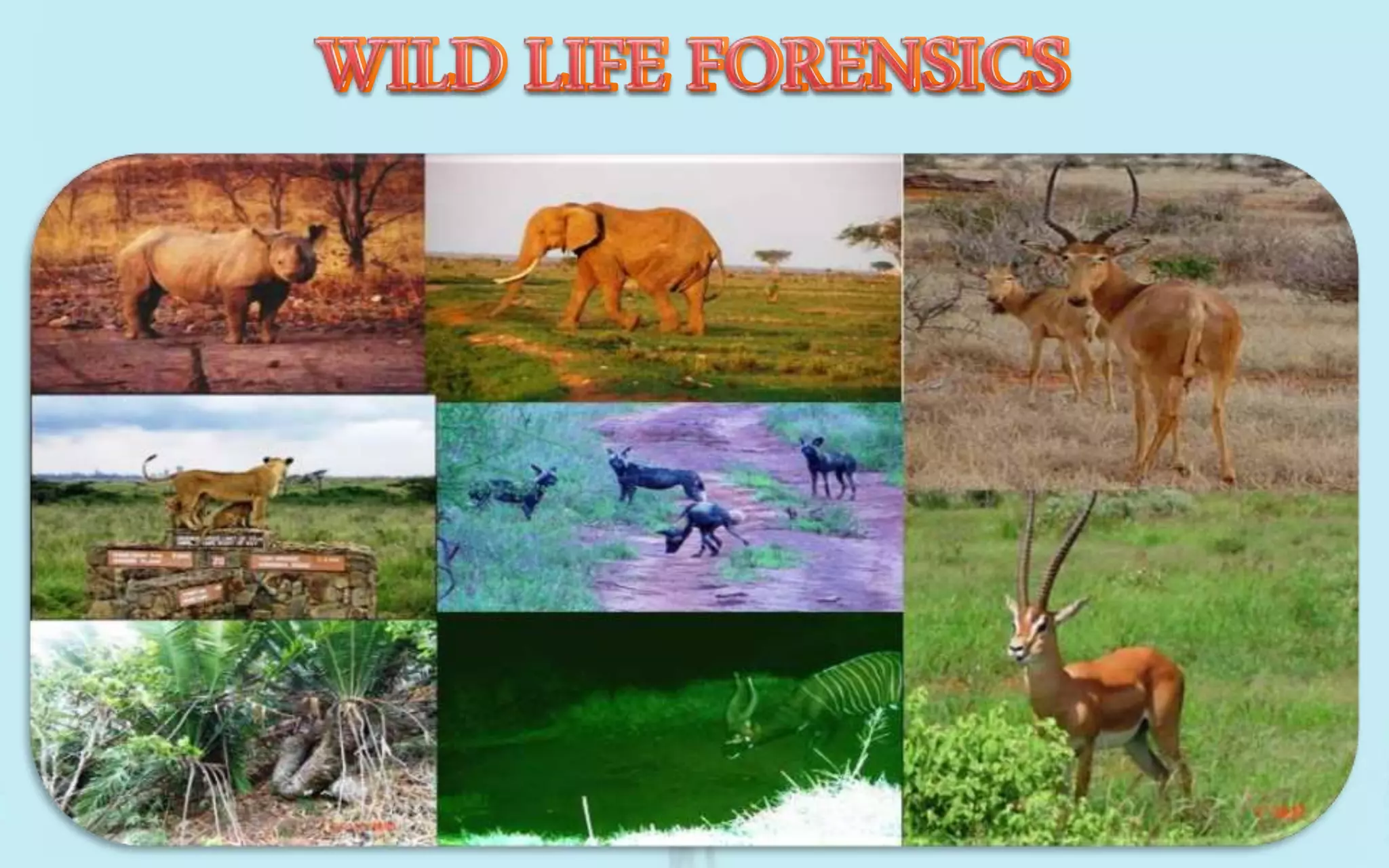Wild life forensics | PPT