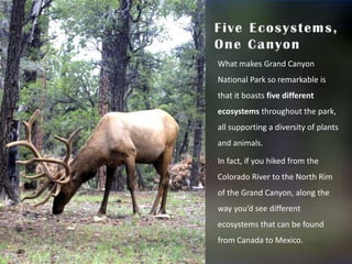 Wildlife: Grand Canyon National Park | PDF