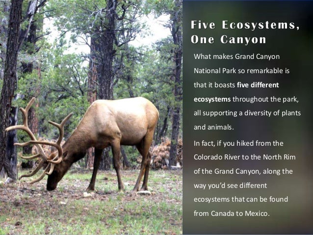 Wildlife: Grand Canyon National Park