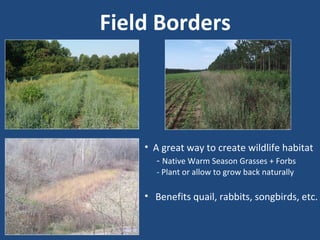 Wildlife Habitat Practices for Your Farm | PPT