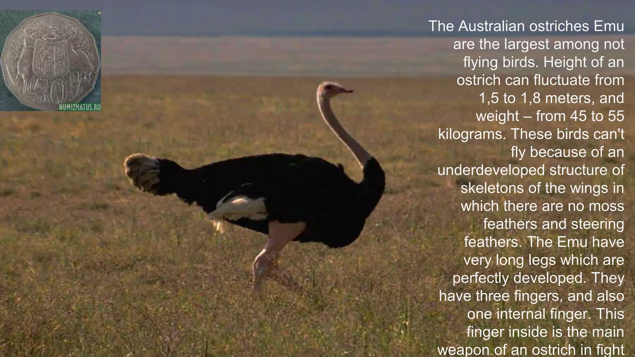 Wildlife in australia | PPTX