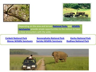 Wildlife Tour India | PPT
