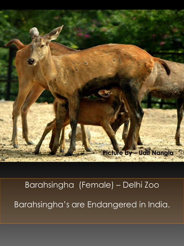 Wildlife in India. Human Wildlife conflicts and wildlife protection act ...