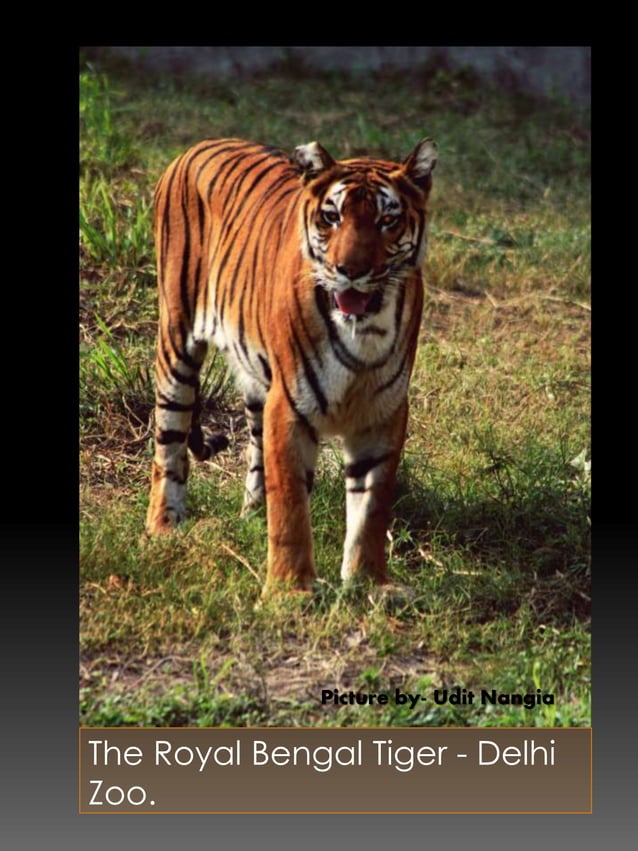 Wildlife in India. Human Wildlife conflicts and wildlife protection act ...