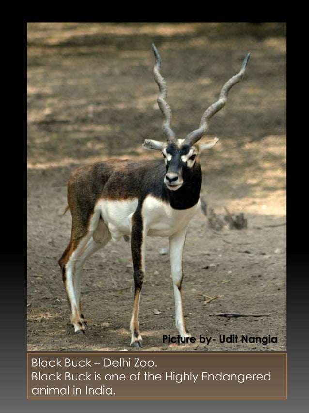 Wildlife in India. Human Wildlife conflicts and wildlife protection act ...