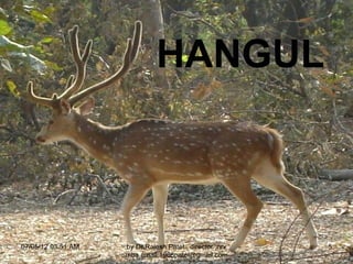 Wildlife in india_1_ | PPT