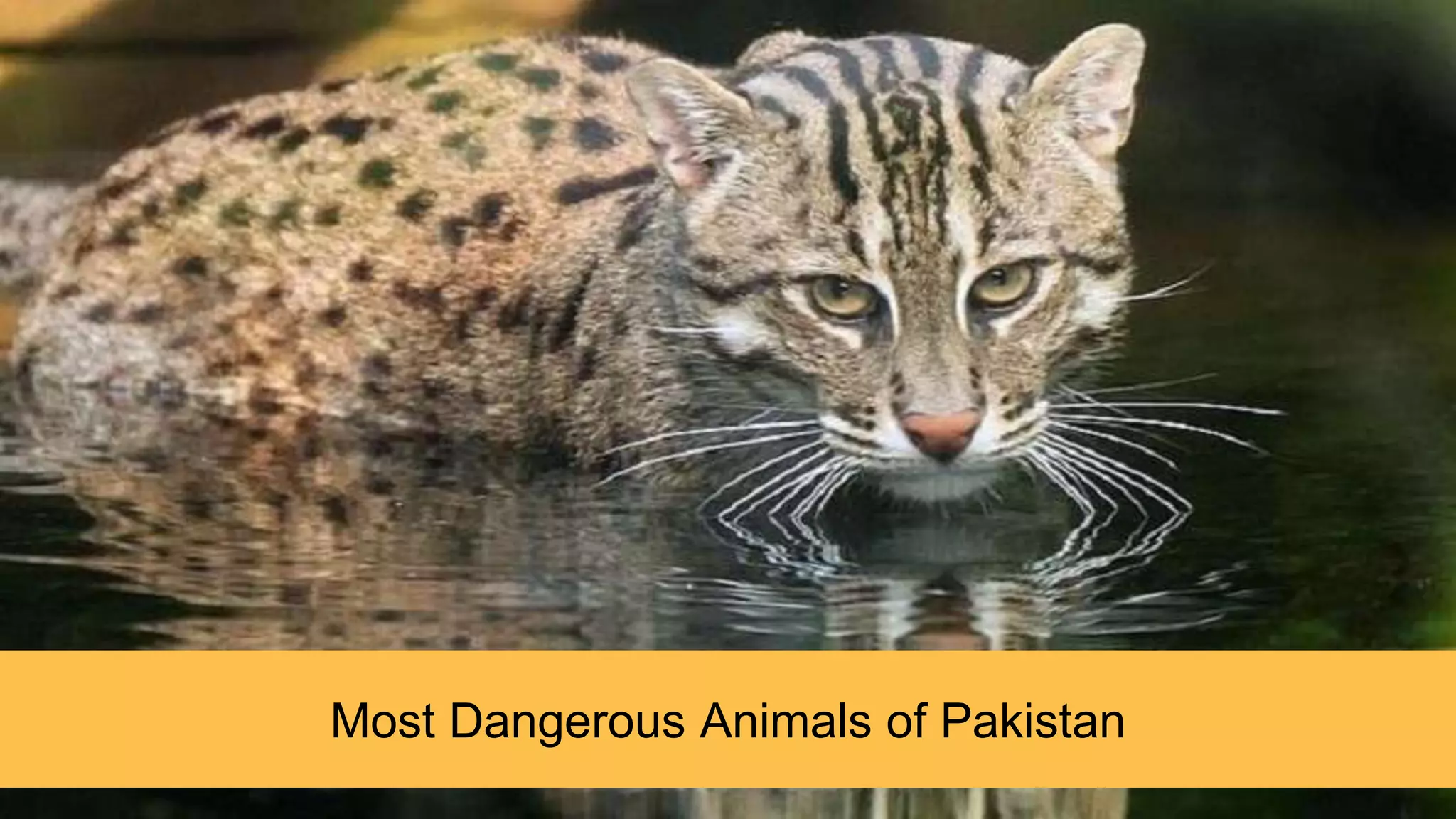 Wildlife in pakistan final ppt | PPTX | Zoos & Aquariums | Attractions