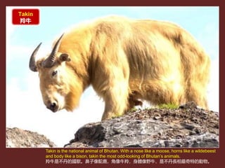 Wildlife in the Bhutan Kingdom (不丹王國的野生動物).ppsx