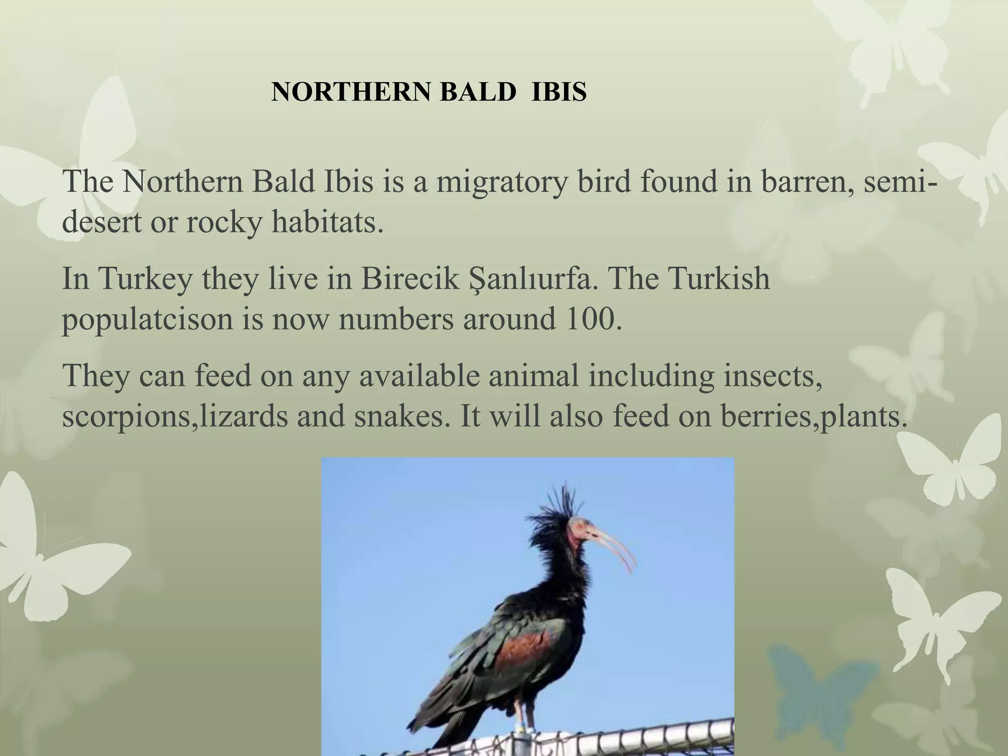 Wild life in Turkey | PPTX