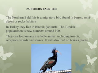 Wild life in Turkey | PPTX