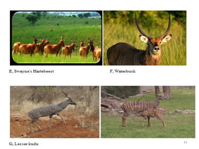 Wildlife lecture notes | PDF