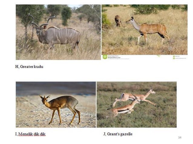 Wildlife lecture notes | PDF