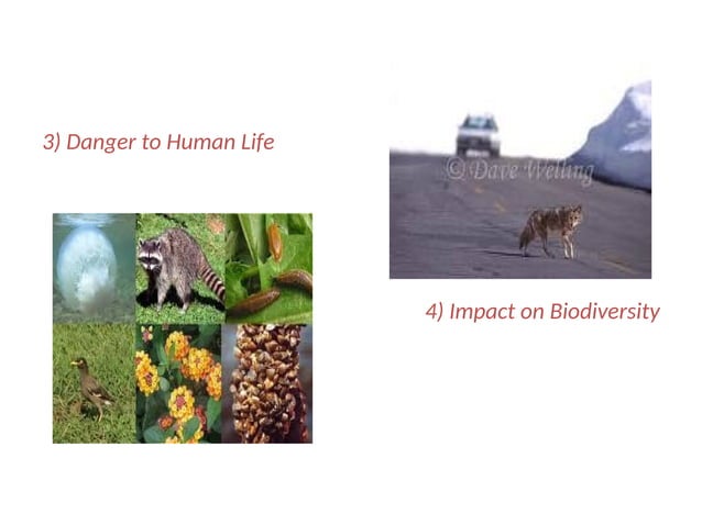 Wildlife management.ppt and the importance of wildlife | PPT