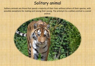 Wildlife management - habit, habitat, territory & niche of animals | PPTX