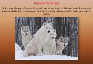 Wildlife management - habit, habitat, territory & niche of animals | PPTX