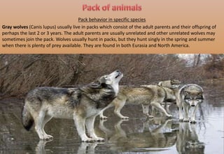 Wildlife management - habit, habitat, territory & niche of animals | PPTX