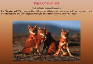 Wildlife management - habit, habitat, territory & niche of animals | PPTX