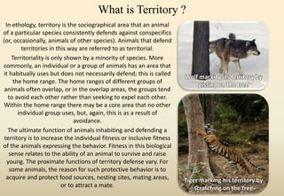 Wildlife management - habit, habitat, territory & niche of animals | PPTX