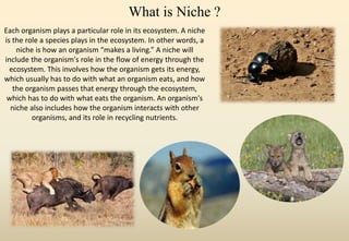 Wildlife management - habit, habitat, territory & niche of animals | PPTX
