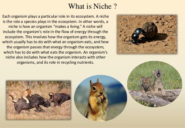 Wildlife management - habit, habitat, territory & niche of animals