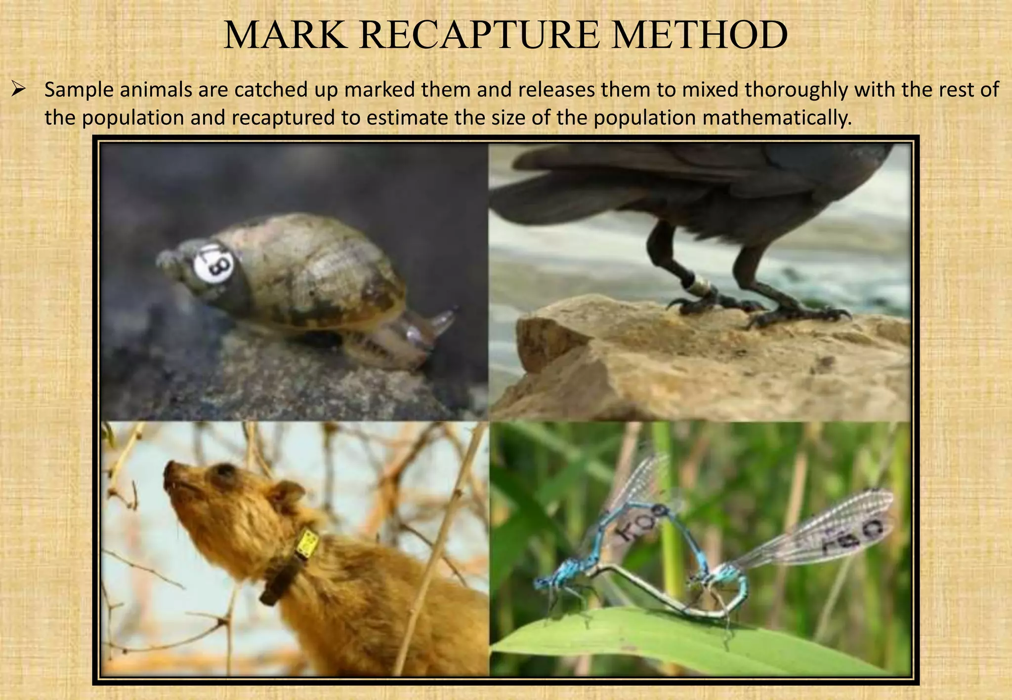 Wildlife management techniques and methods of wildlife conservation | PPTX