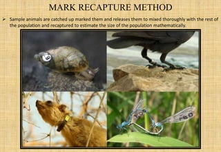 Wildlife management techniques and methods of wildlife conservation | PPTX