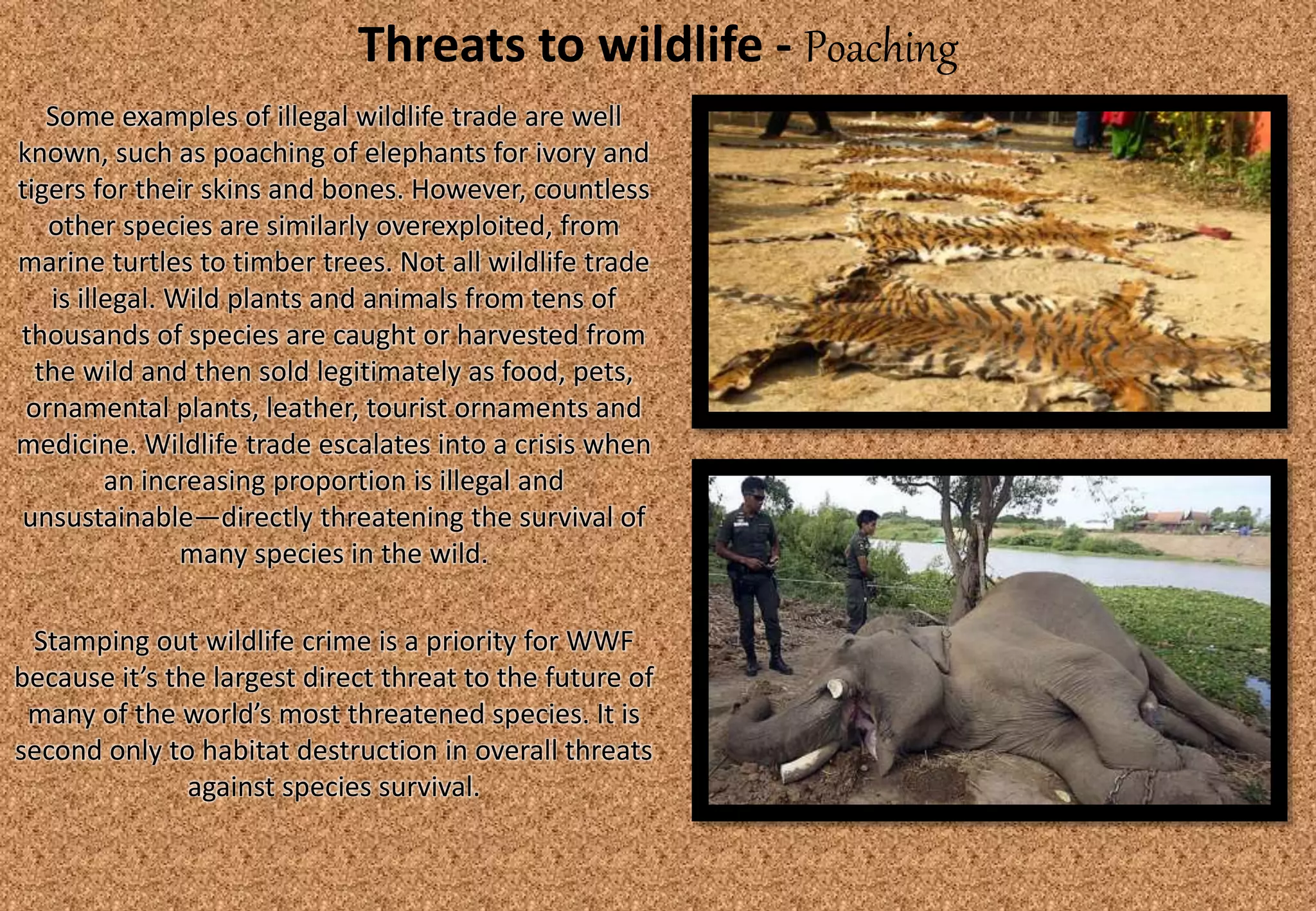 Wildlife management - threats to wildlife | PPTX
