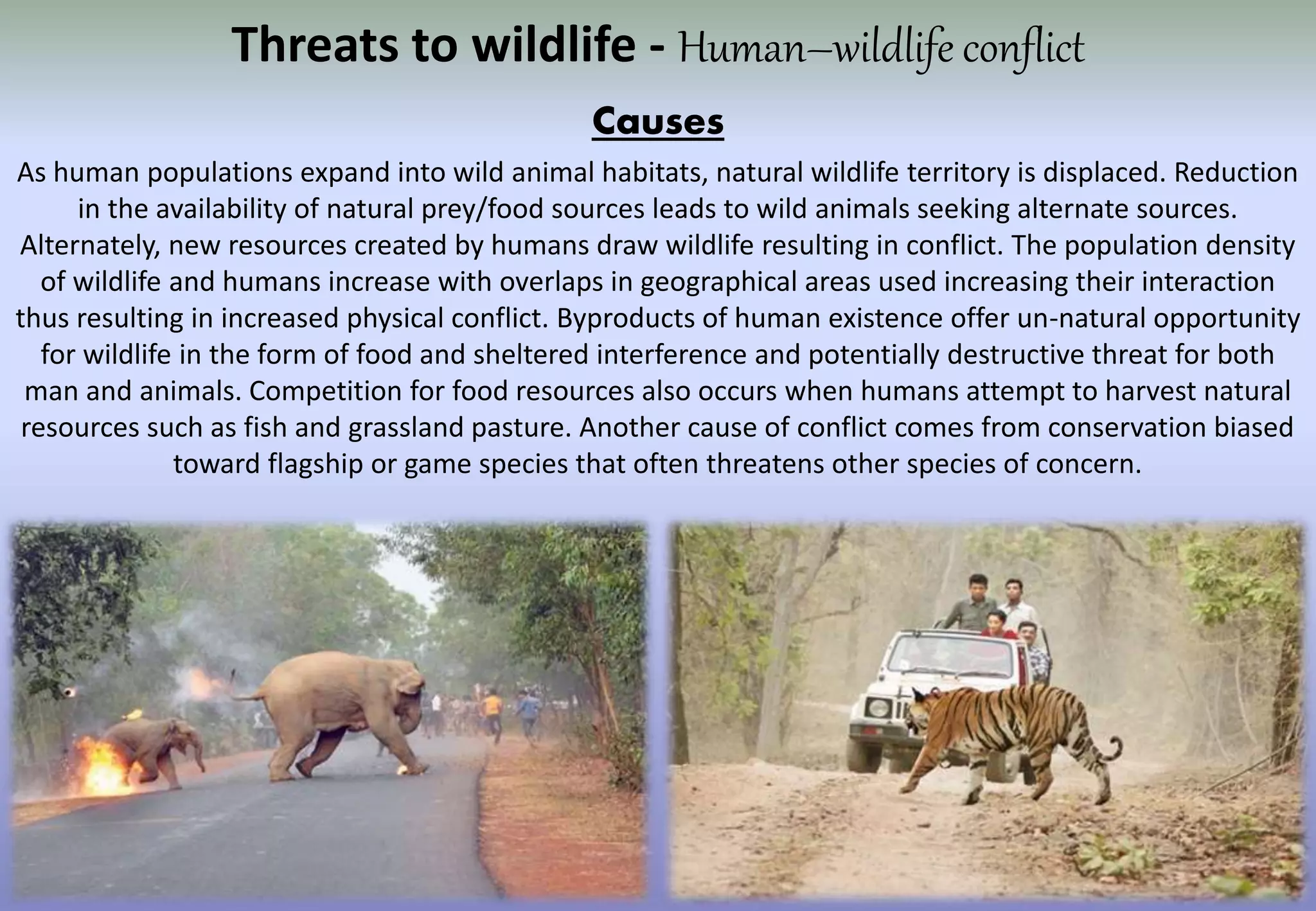 Wildlife management - threats to wildlife | PPTX