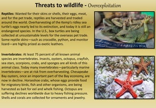 Wildlife management - threats to wildlife | PPTX