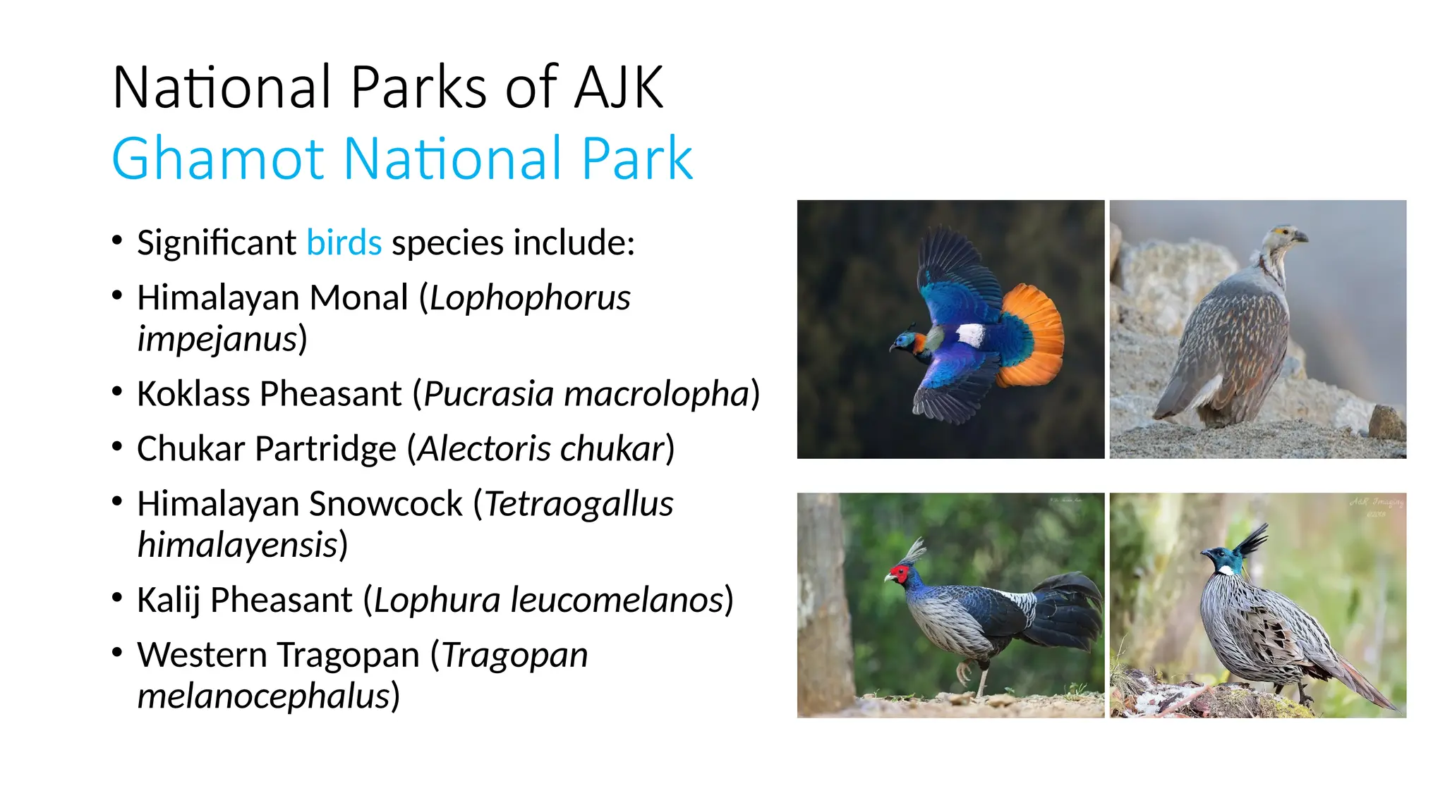 Wildlife of AJK.pptx, ajk wildife details | PPTX