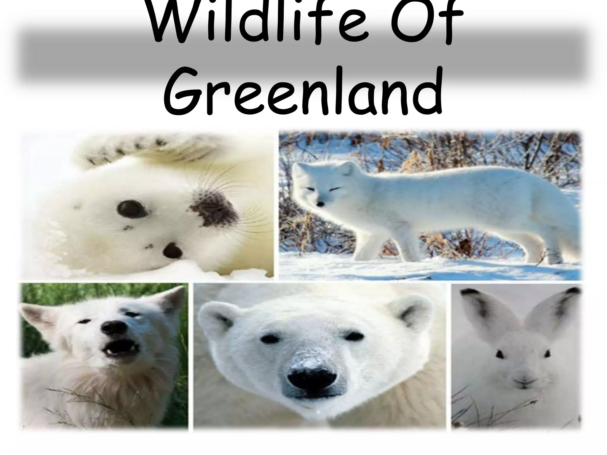 Wildlife Of Greenland Ppt Pptx